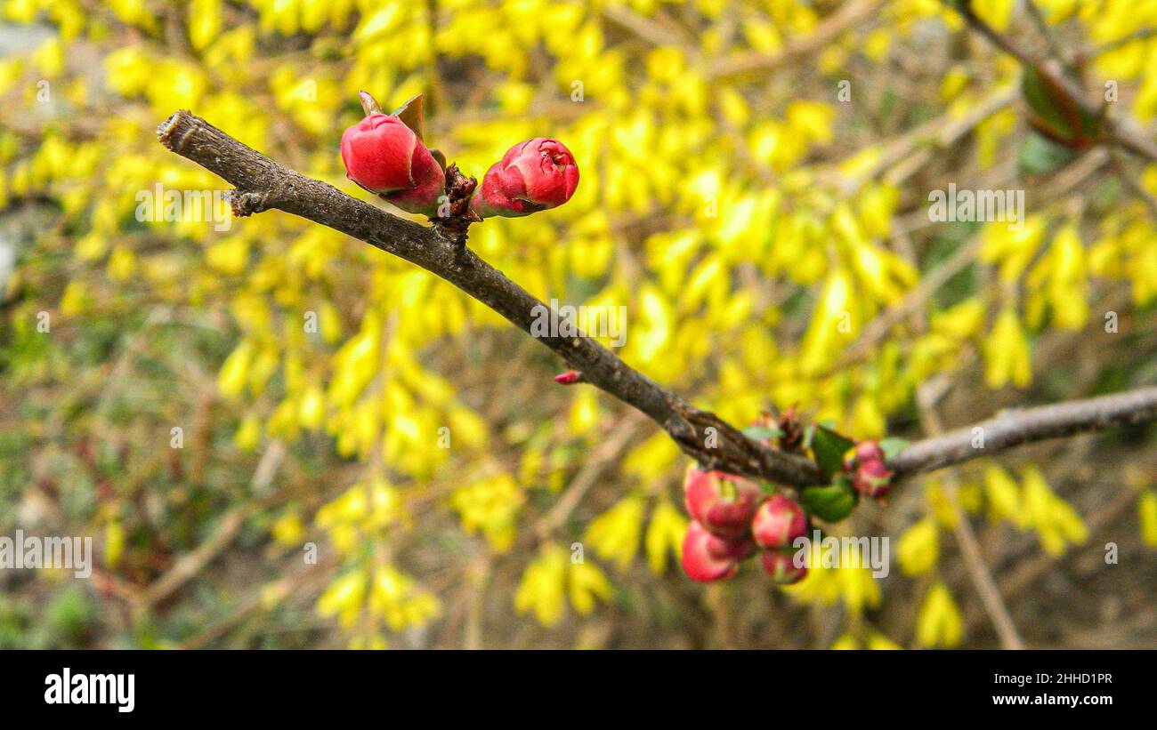 Happy plum illustration vector hi-res stock photography and images - Alamy