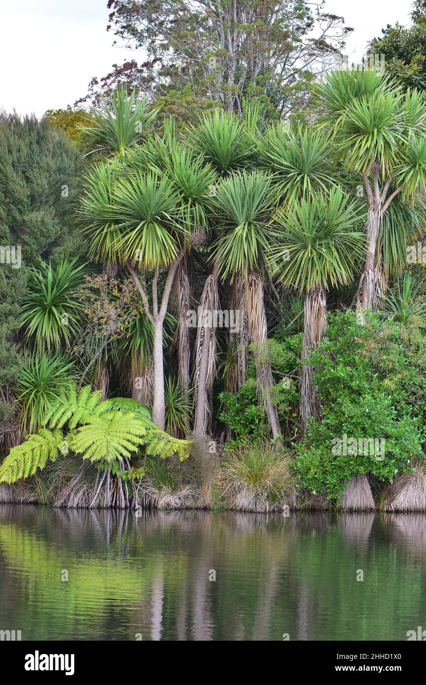 Cabbage tree cordyline australis hi-res stock photography and images ...