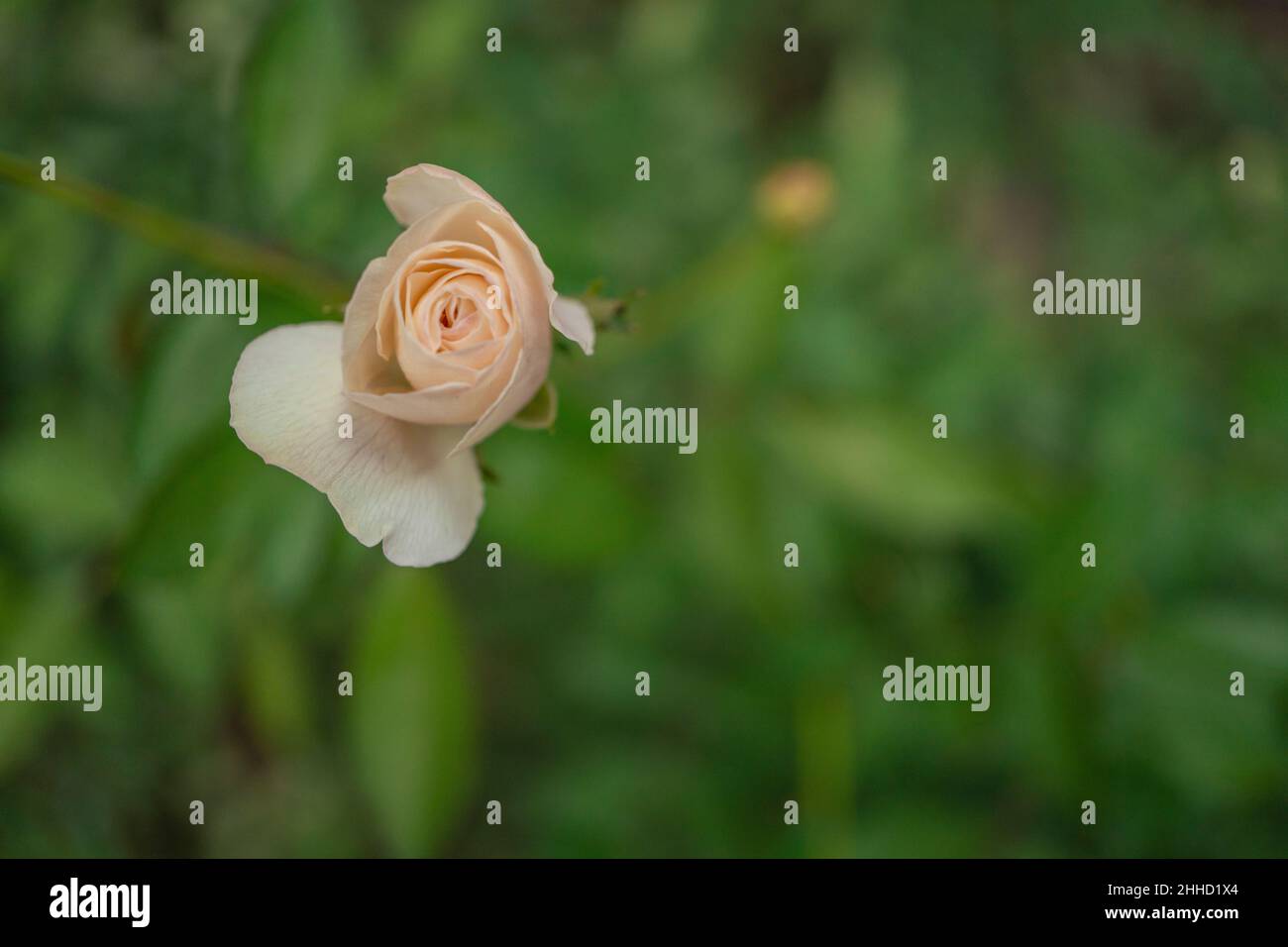 Macro photos of white rose flower buds when spring time with blurry ...