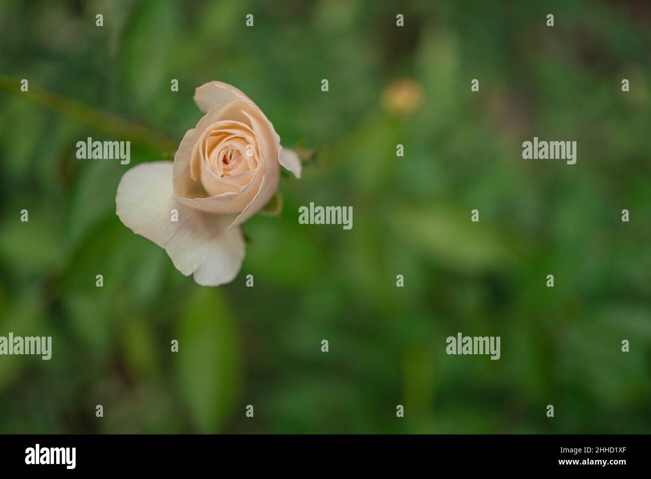 Macro photos of white rose flower buds when spring time with blurry ...