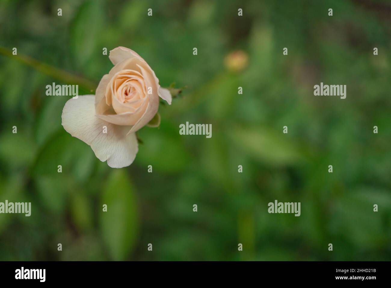Macro photos of white rose flower buds when spring time with blurry ...