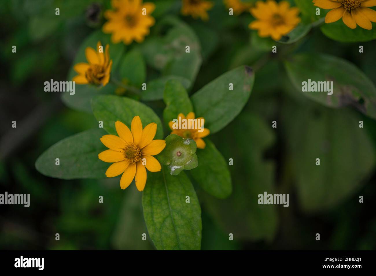 Macro photo of wild flower on the park when spring time. the photos is ...