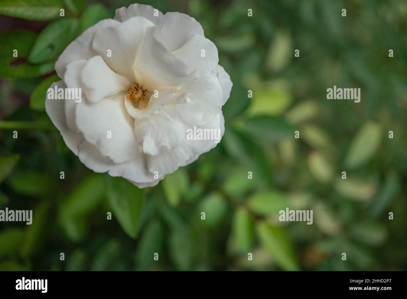 Close-up photos of white rose flower blossom when spring time with ...