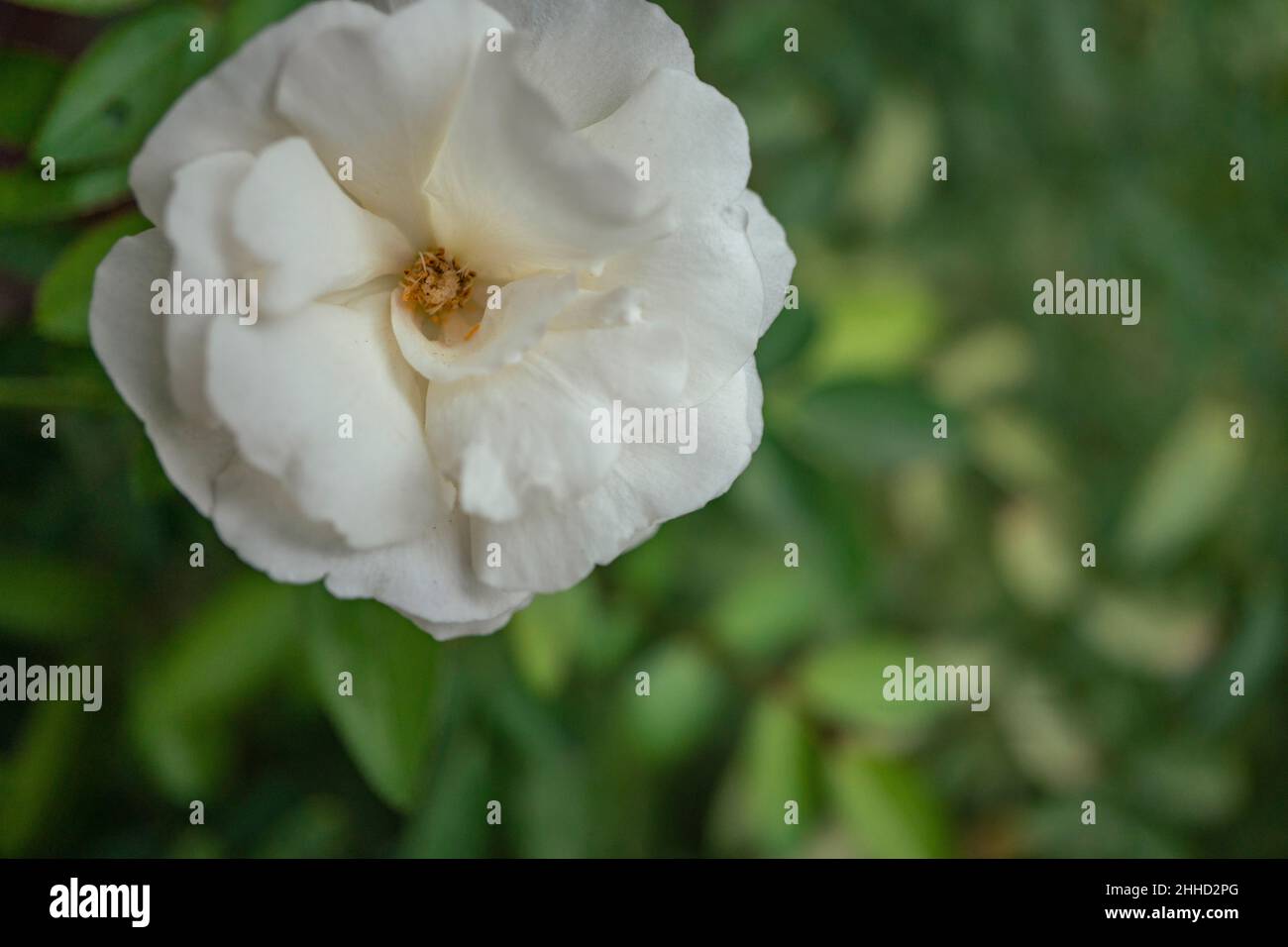 Close-up photos of white rose flower blossom when spring time with ...