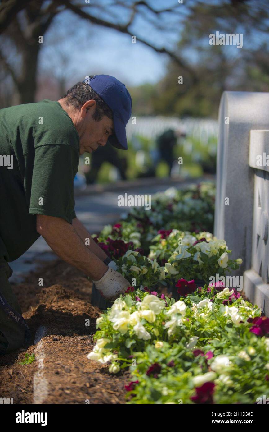 Spring Planting at Arlington National Cemetery (17032661456 Stock Photo ...
