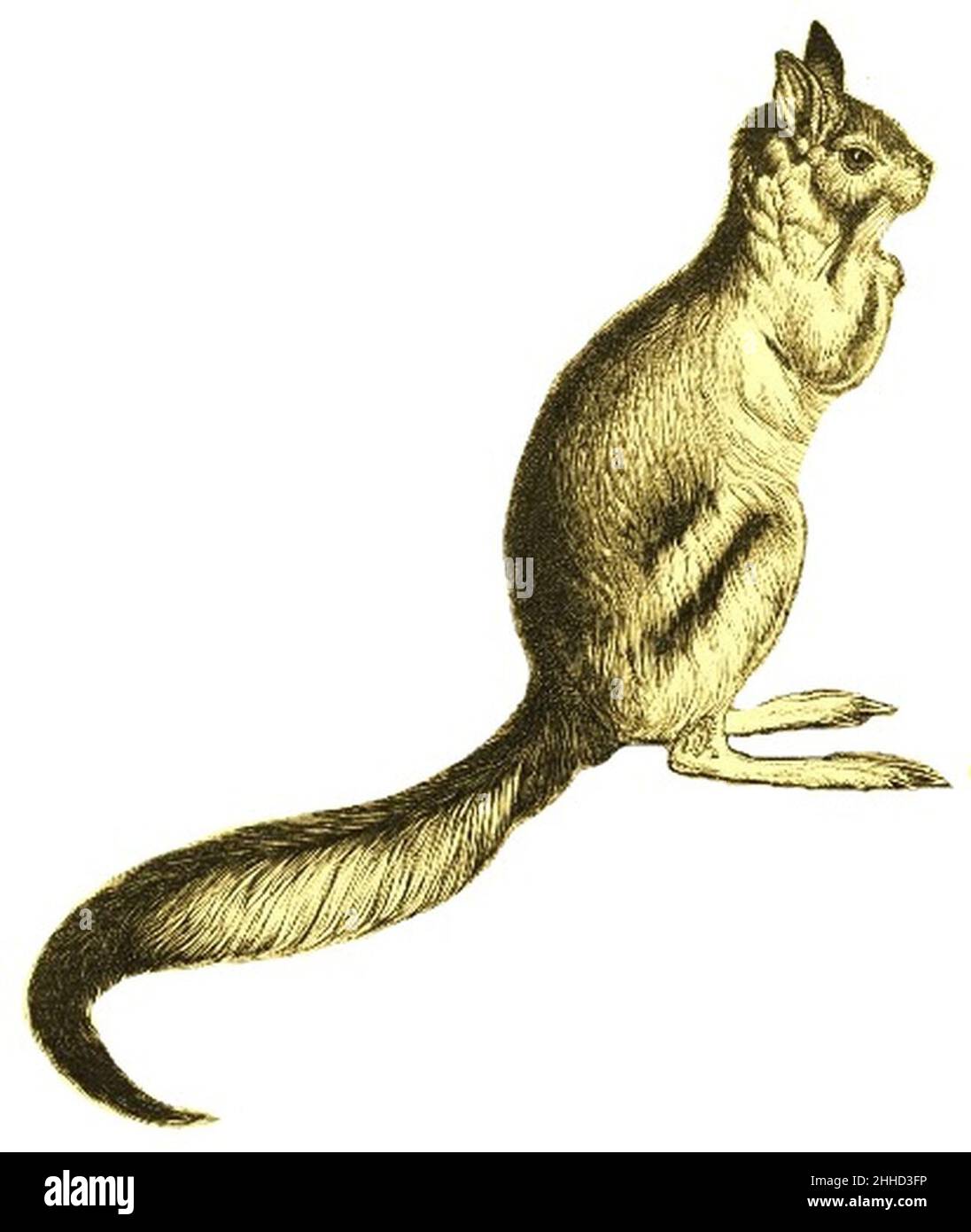 Springhase-drawing white background Stock Photo - Alamy