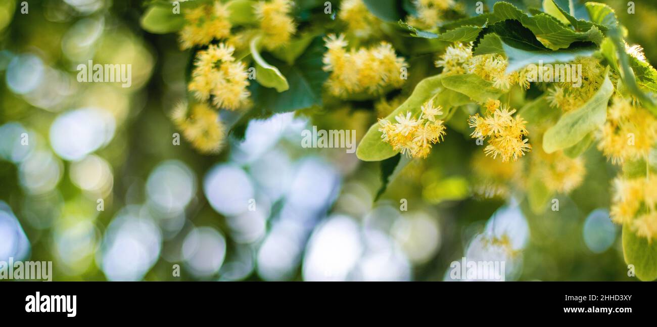 Spring tree banner hi-res stock photography and images - Alamy