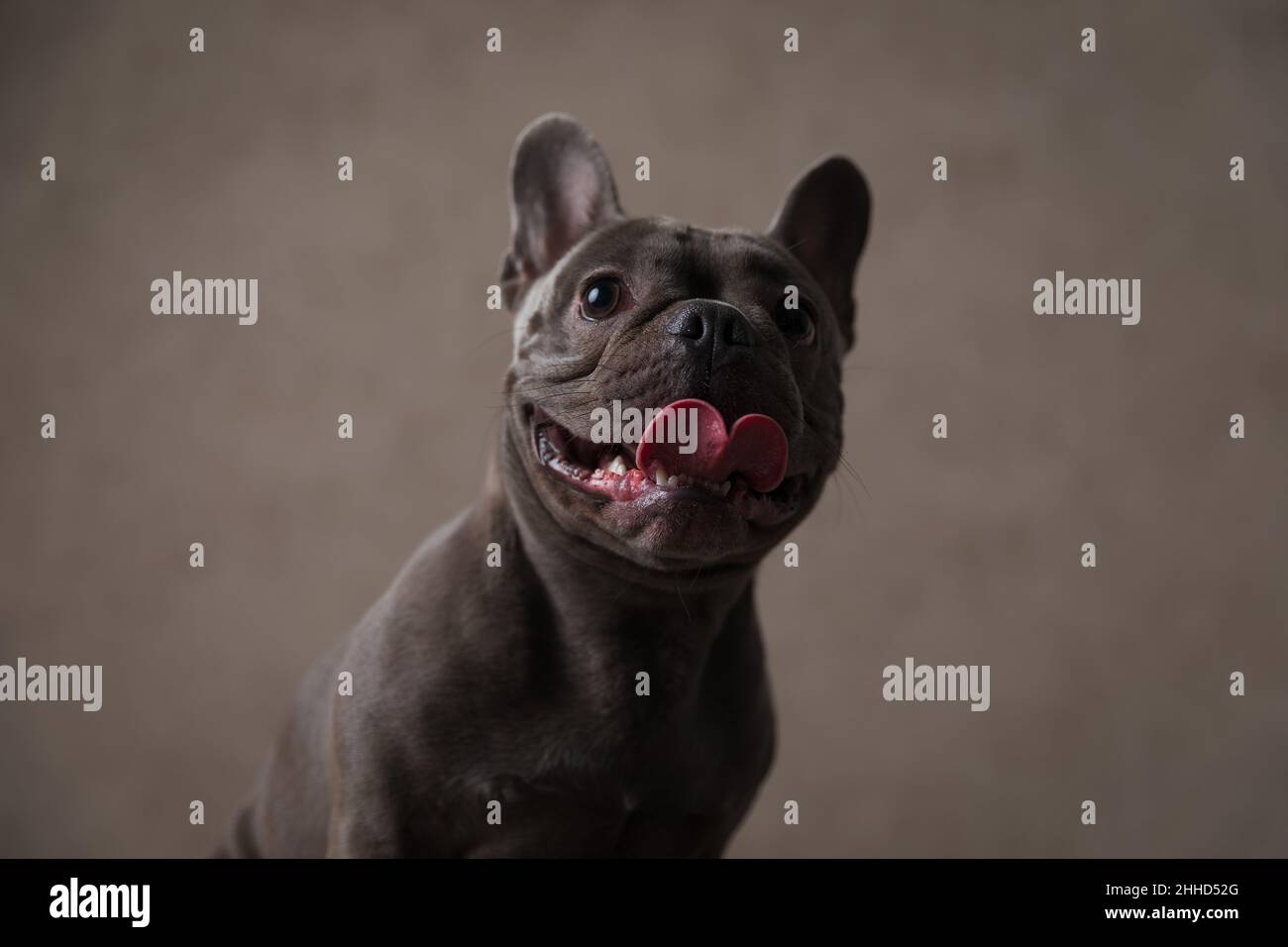 curious little frenchie dog with tongue exposed looking up and sitting ...