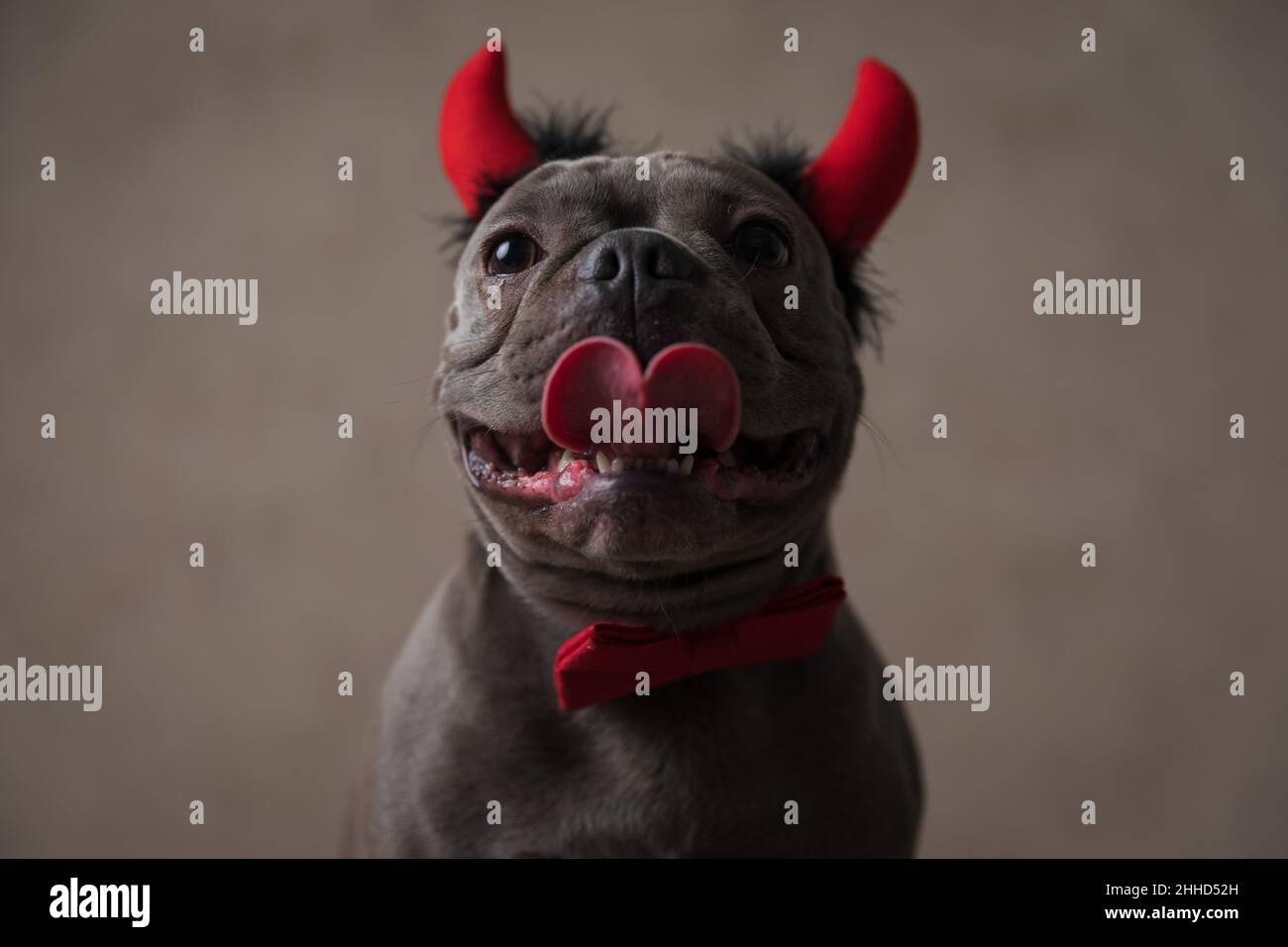 happy frenchie puppy with devil horns headband and bowtie panting and ...