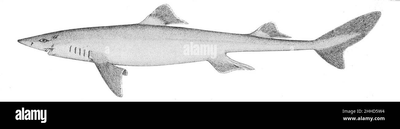 Squalus Black and White Stock Photos & Images - Alamy