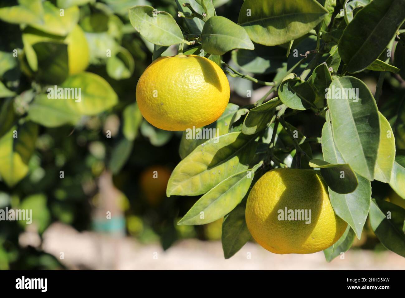 Malta orange tree hi-res stock photography and images - Alamy