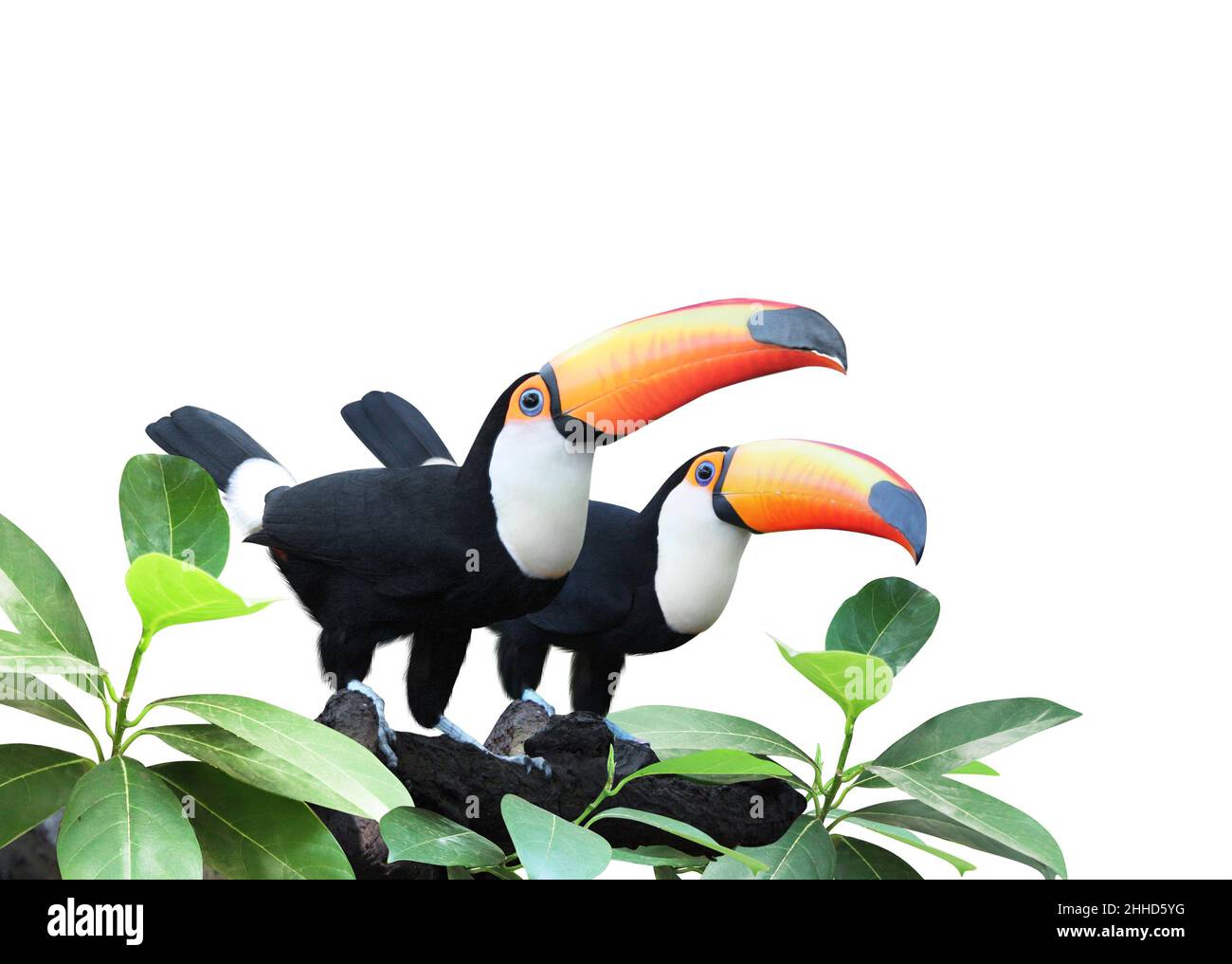 Colorful Toucan Bird
