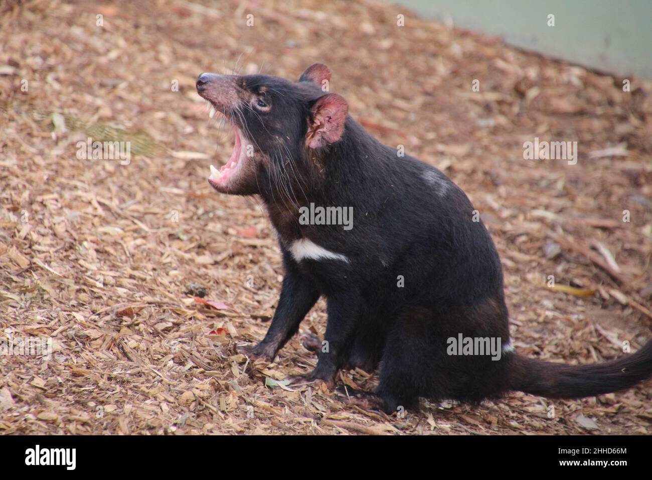 Tasmanian animal sanctuary hi-res stock photography and images - Alamy