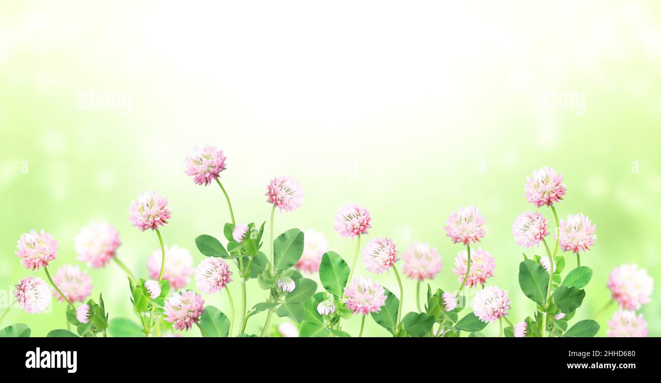 Wild red clover (Trifolium pratense) on sunny beautiful nature spring ...