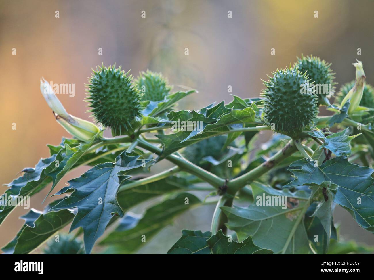 Jimsonweed hi-res stock photography and images - Alamy