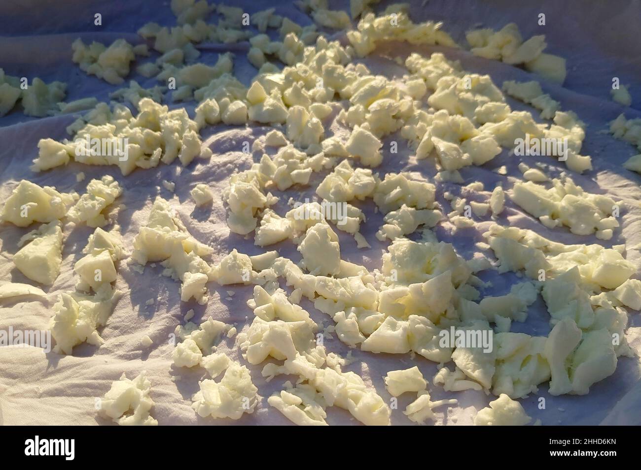 Arrowroot rhizome hi-res stock photography and images - Alamy