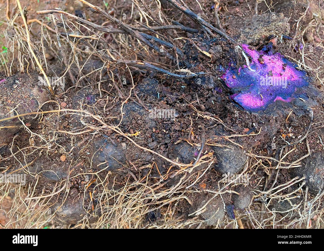 vibrant color patterns in nature Stock Photo - Alamy