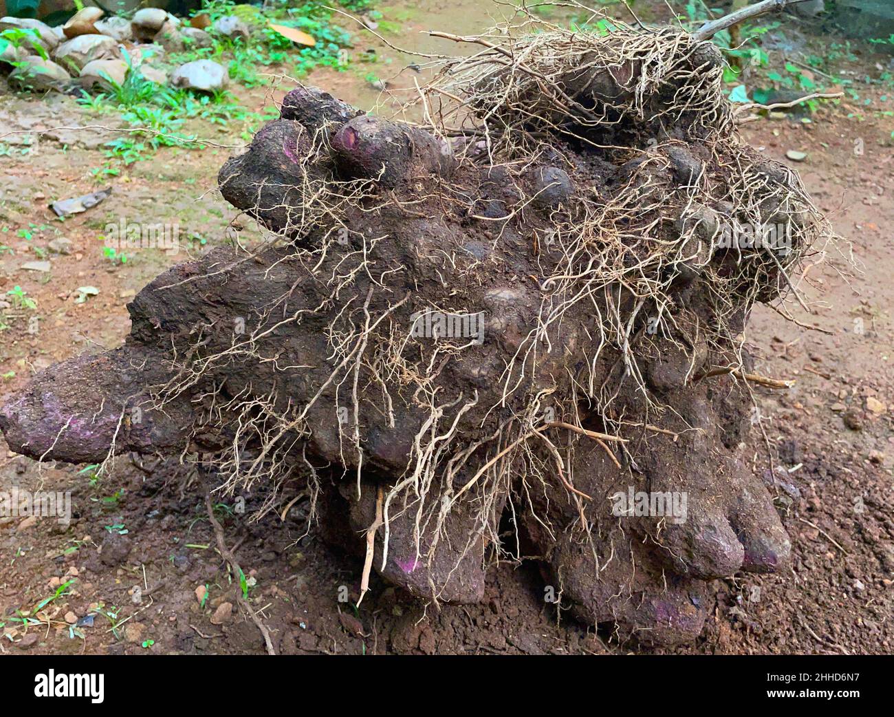 harvested purple indian yam in raw form Stock Photo - Alamy
