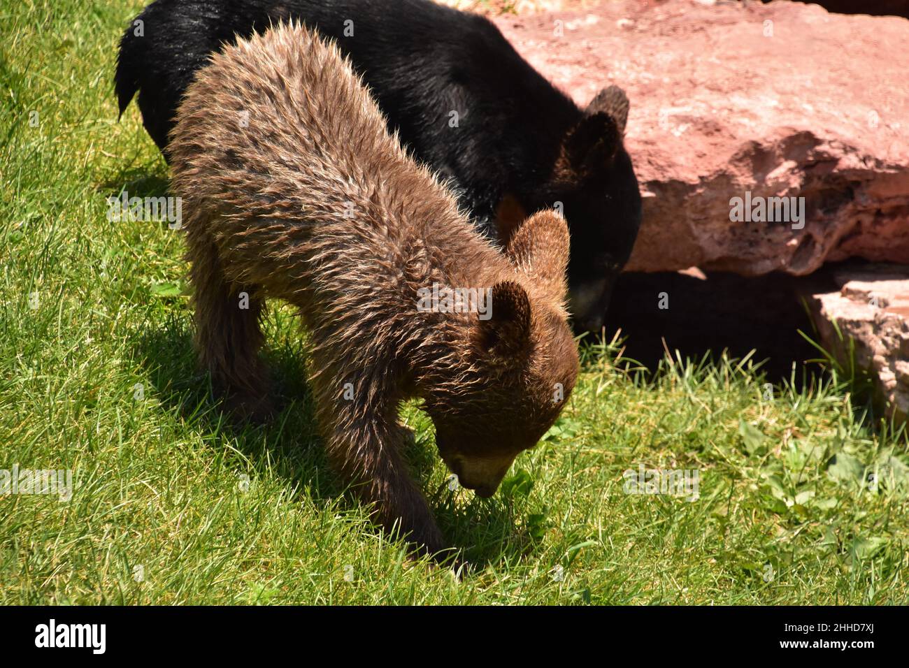 Very cute pair of black bear cubs playing outside in the summer time ...