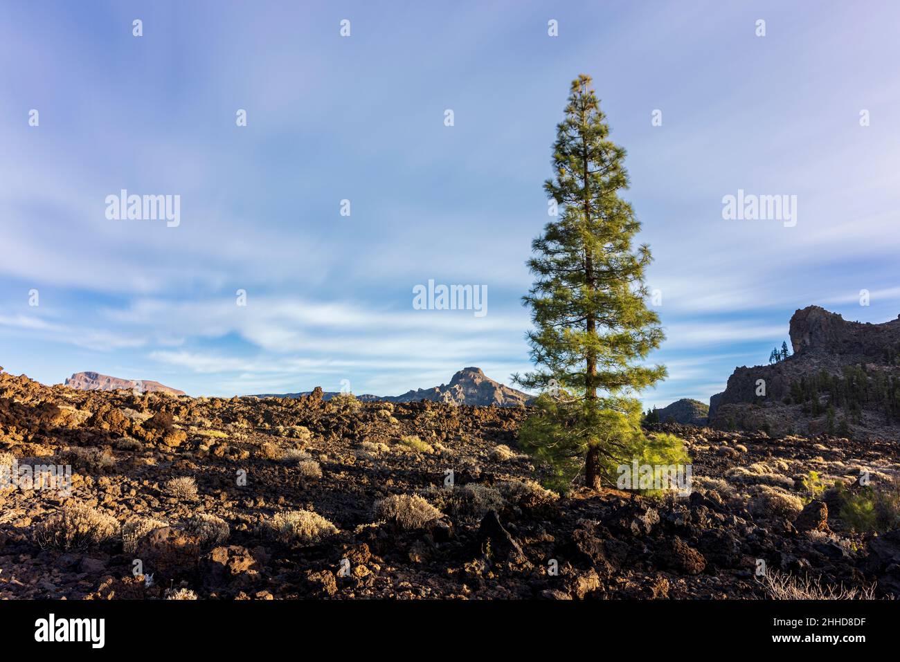 Canarian pine trees, pinus canariensis, grow in the volcanic landscape ...