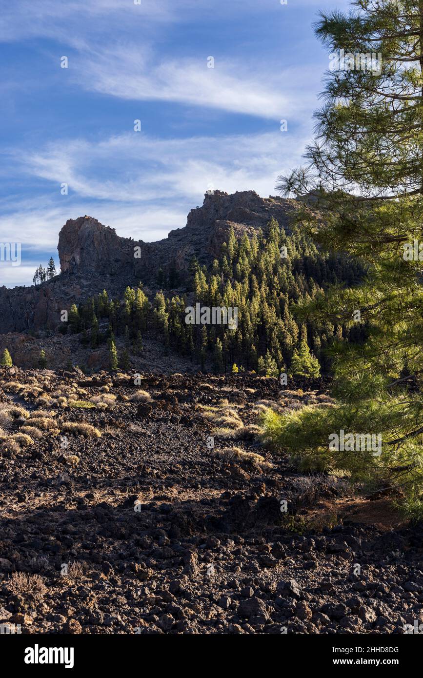 Canarian pine trees, pinus canariensis, grow in the volcanic landscape ...