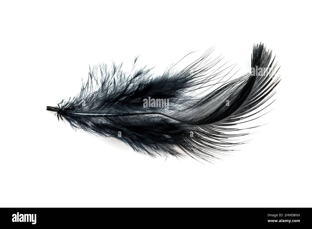 Close-up of Black feather isolated on white background Stock Photo - Alamy
