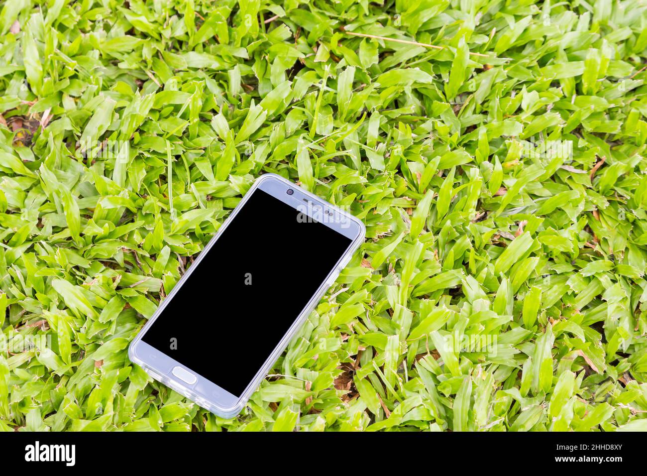 Man holding phone blank screen grass hi-res stock photography and ...
