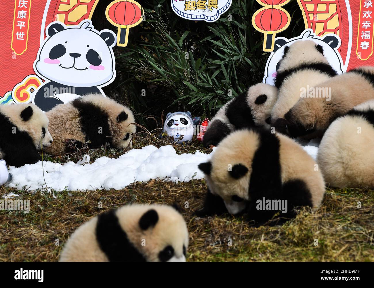Wolong. 24th Jan, 2022. Photo taken on Jan. 24, 2022 shows giant panda cubs during a group ...