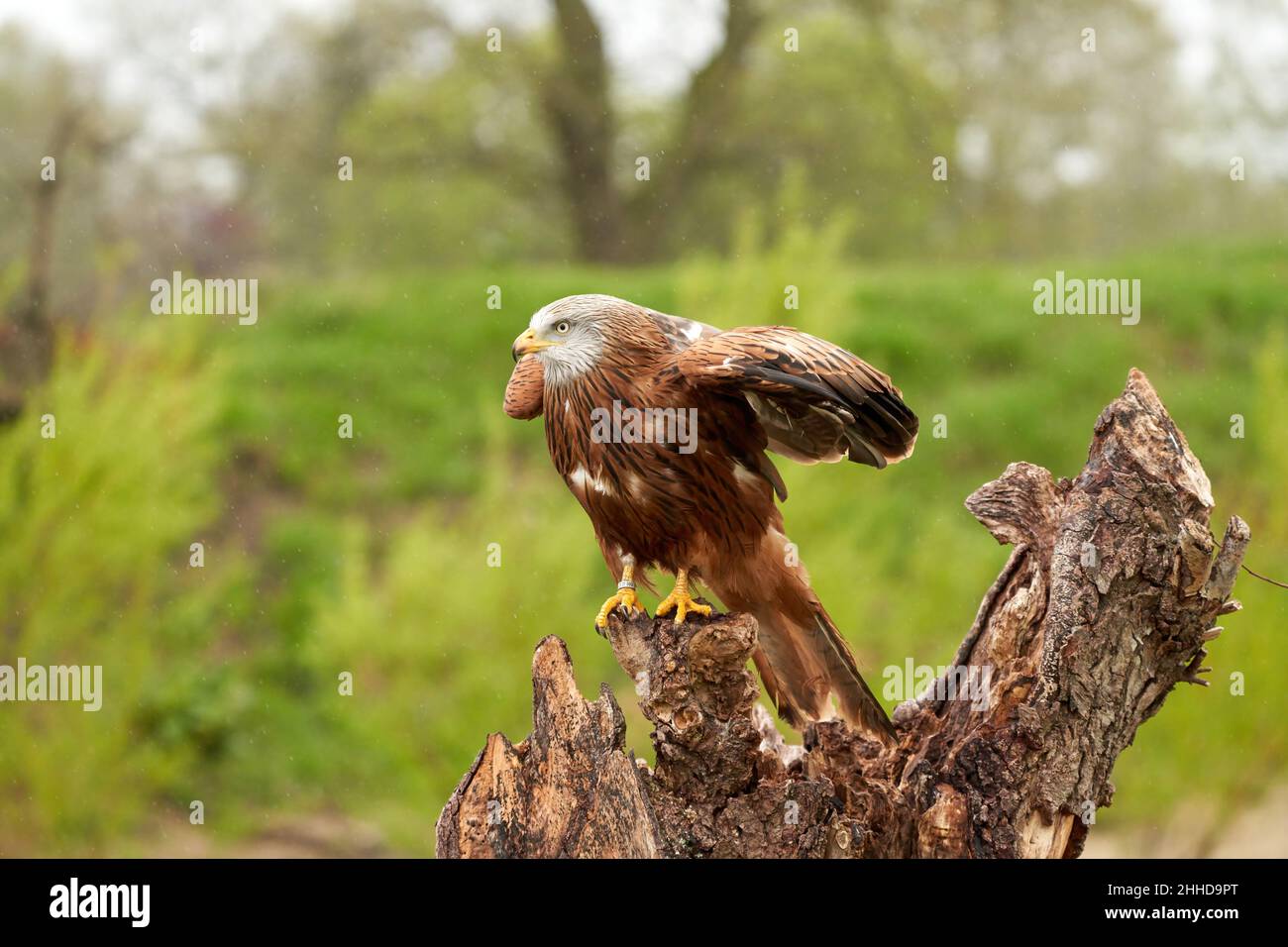 A detailed portrait of Red kite, bird of prey. land with outspread ...