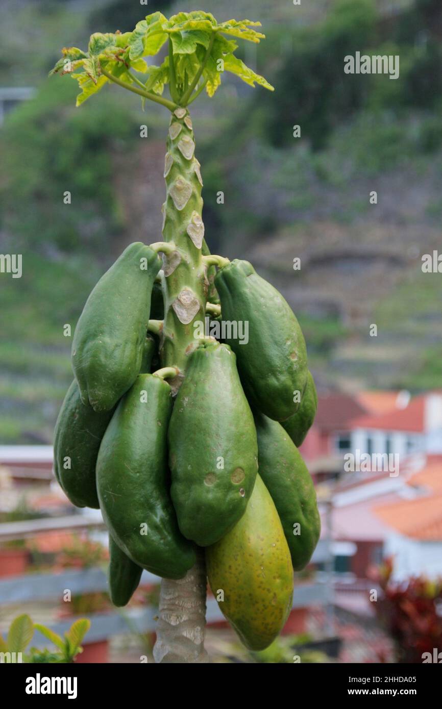 Papaya fruits in Madeira,Portugal,Europe Stock Photo - Alamy