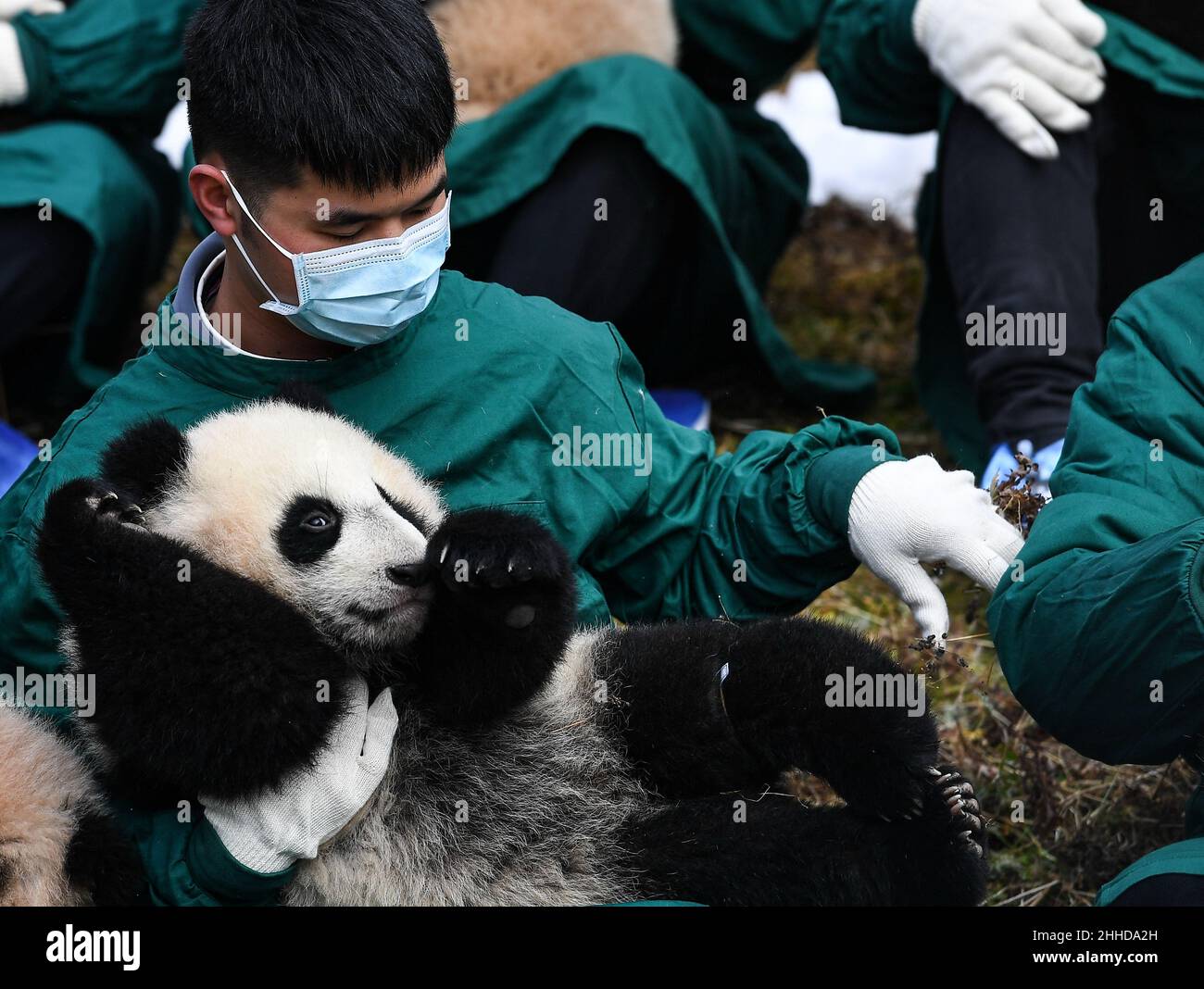 Wolong, China's Sichuan Province. 24th Jan, 2022. Staff members hold giant panda cubs during a ...