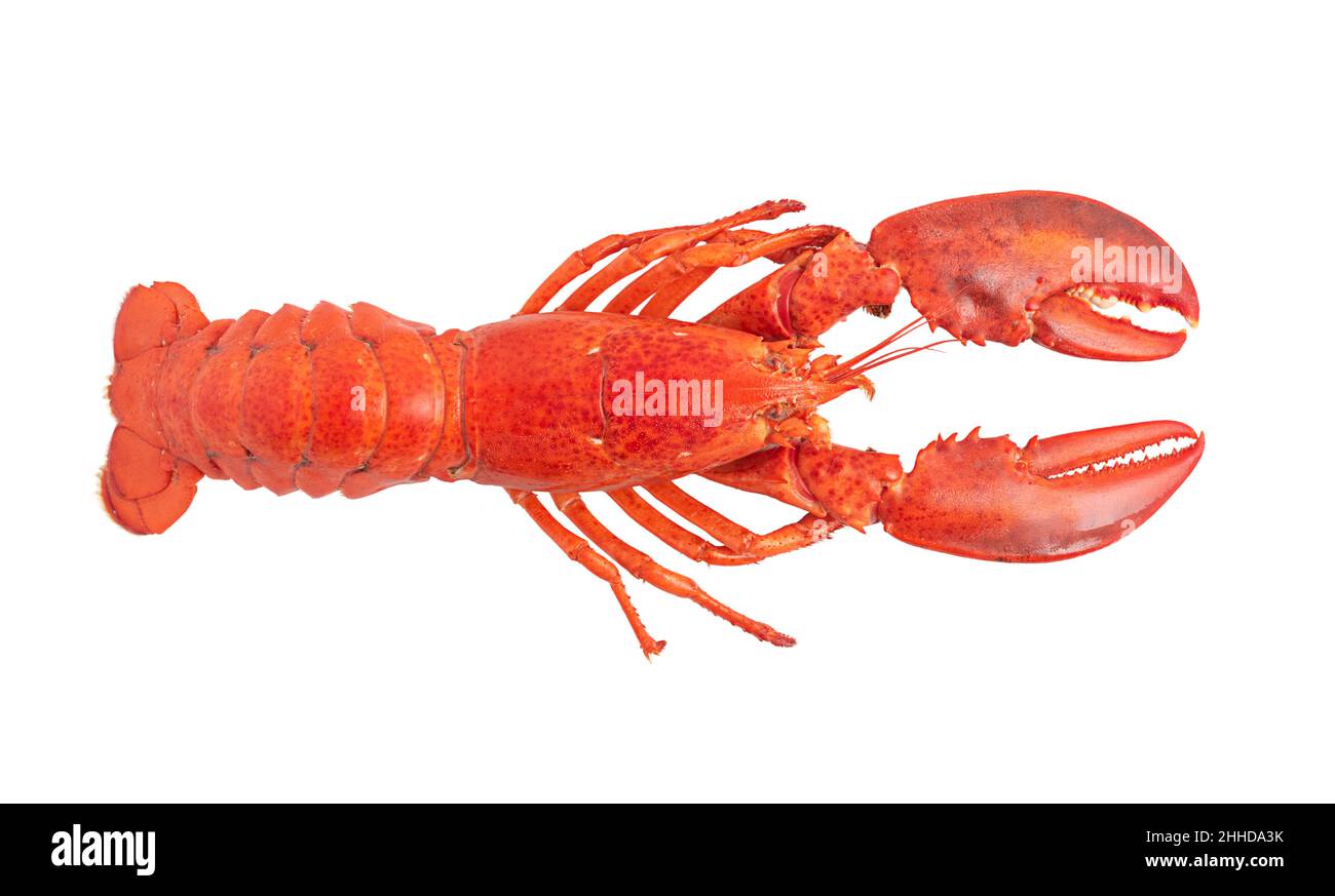 Lobster isolated on white background. Top view Stock Photo - Alamy