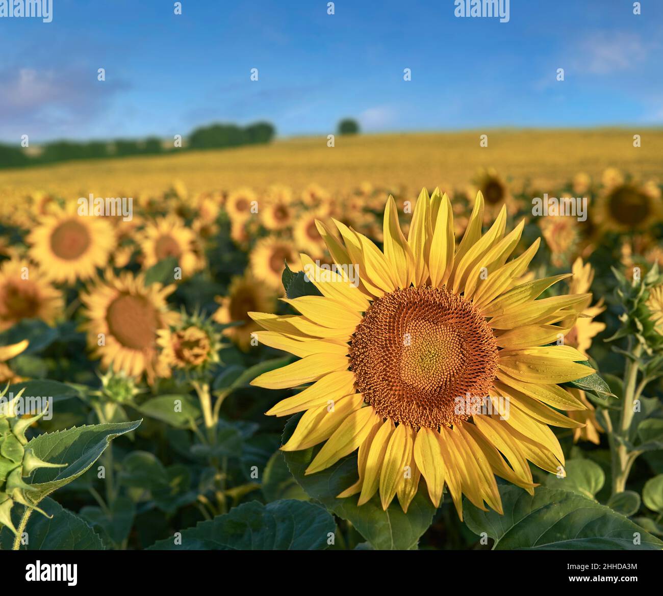 Growing sunflowers hi-res stock photography and images - Alamy