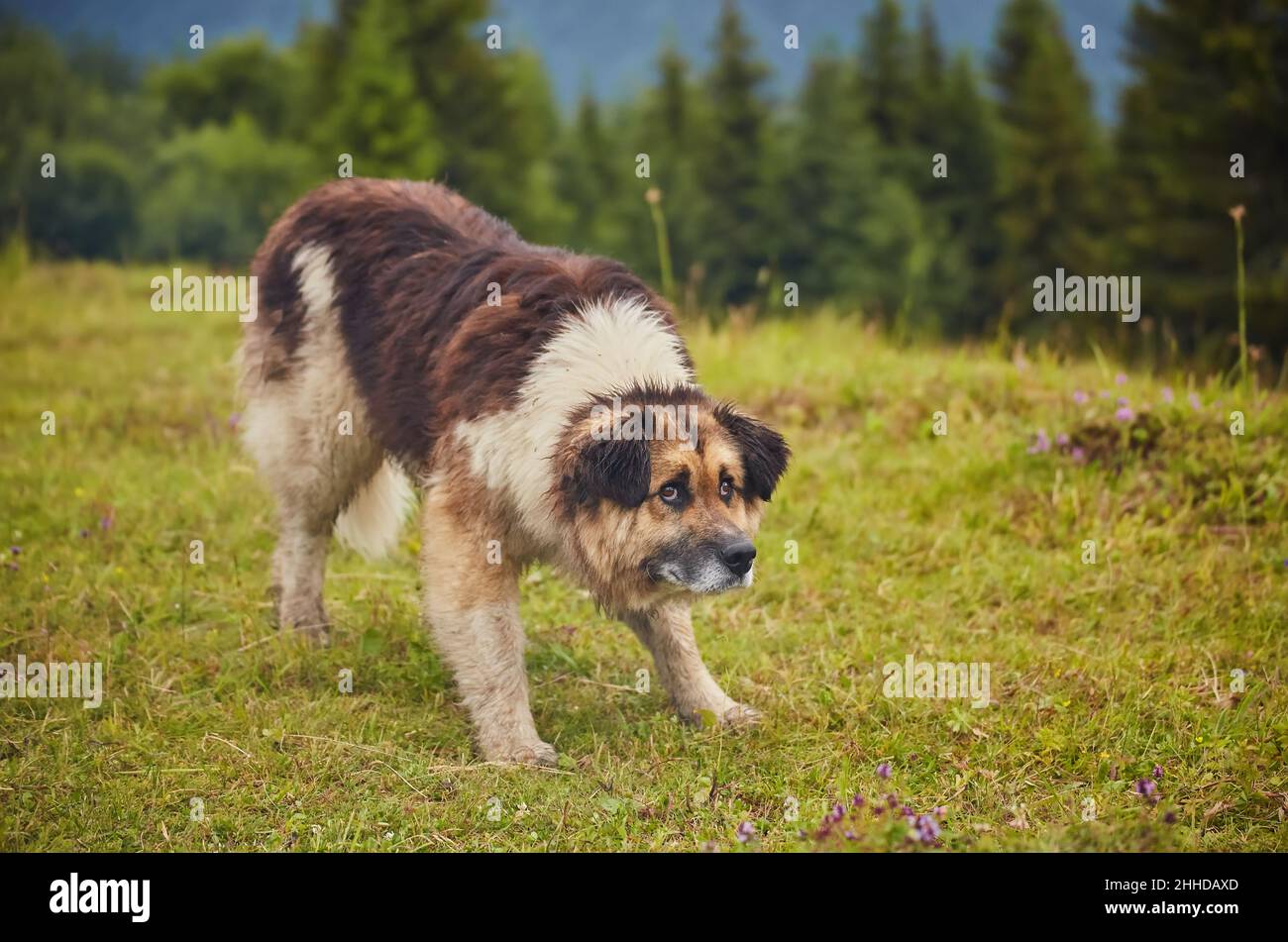 Frightened dog. Tourists accidentally scared the shepherd dog, so that ...
