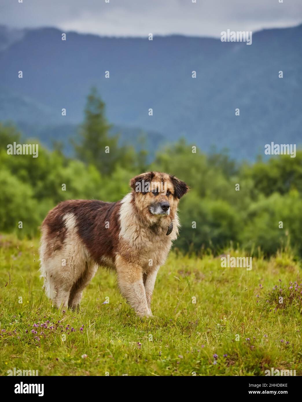 Romanian sheepdog hi-res stock photography and images - Alamy