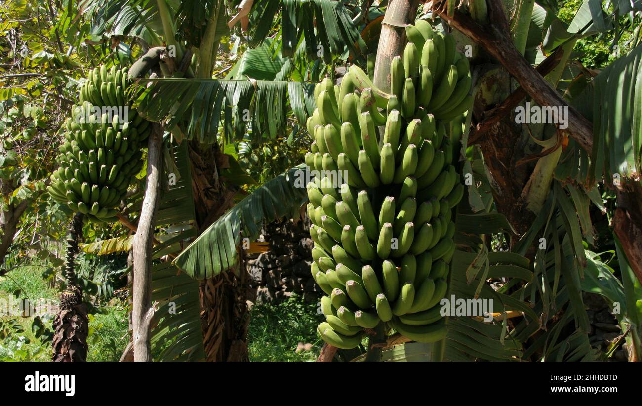 Banana plants in Madeira,Portugal,Europe Stock Photo - Alamy