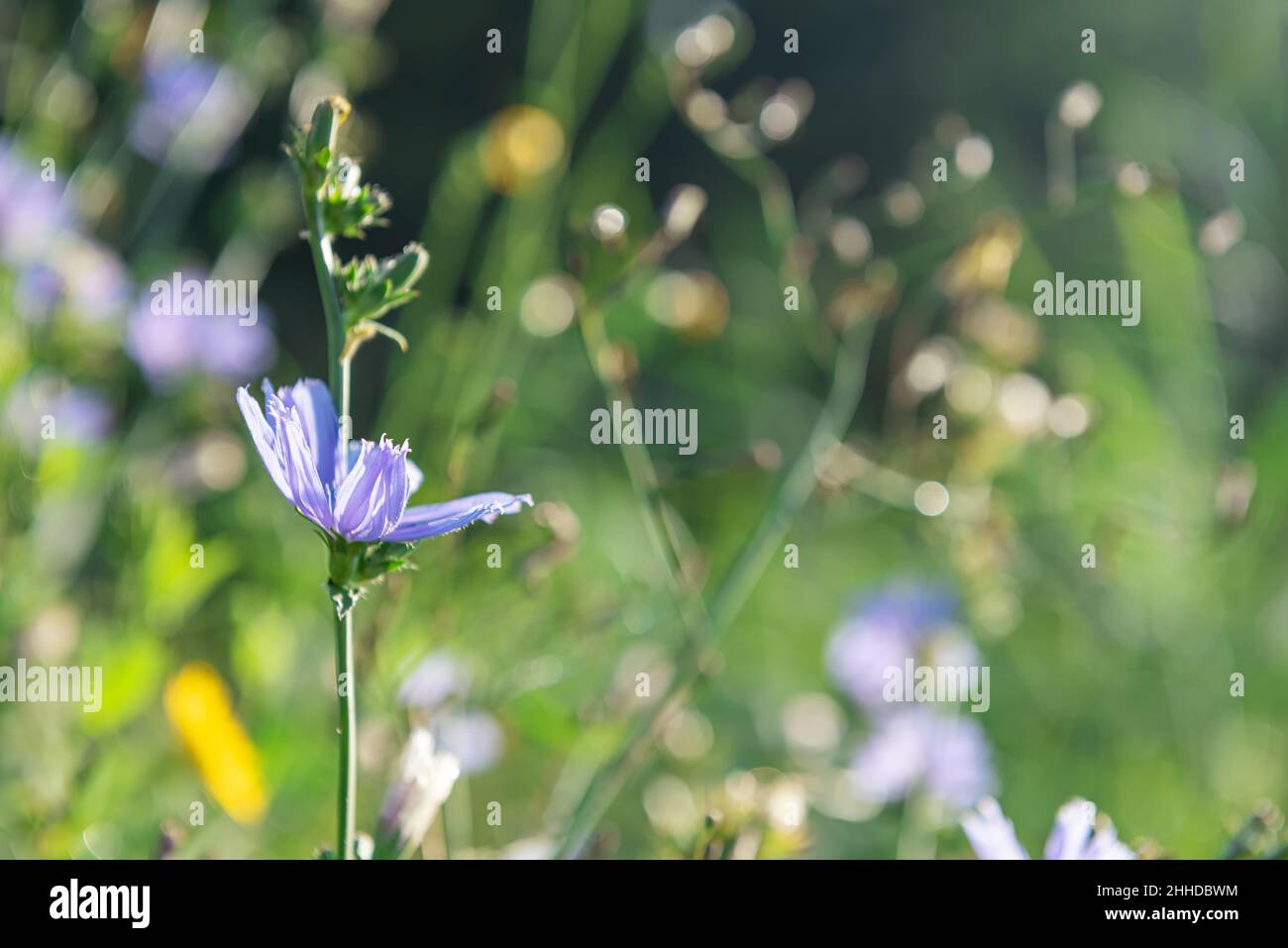 Yellow Chicory Plant