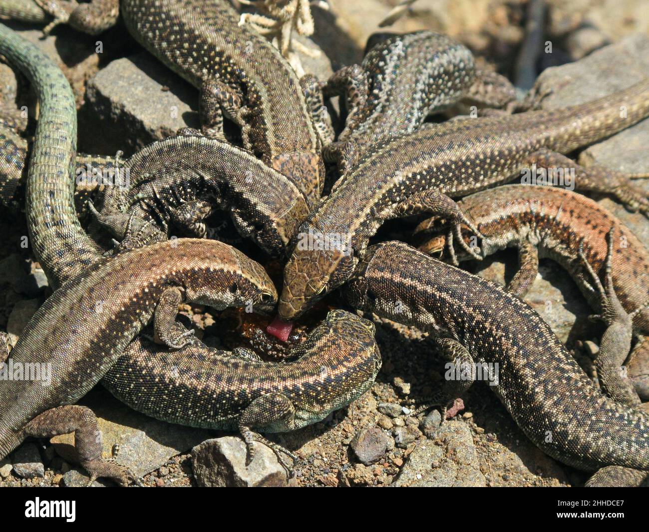 Lizards eating a candy in Madeira,Portugal Stock Photo - Alamy