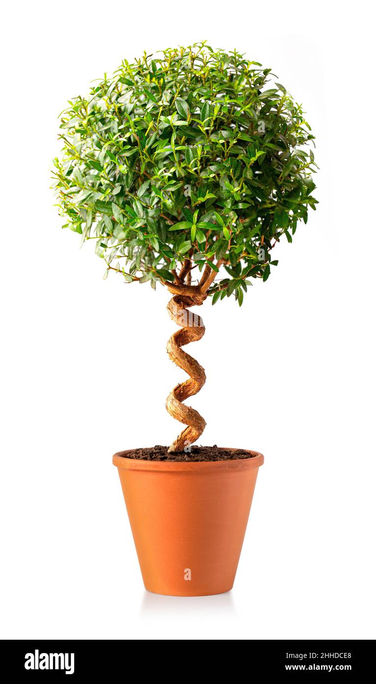 decorative spherical plant in a ceramic pot isolated on white ...