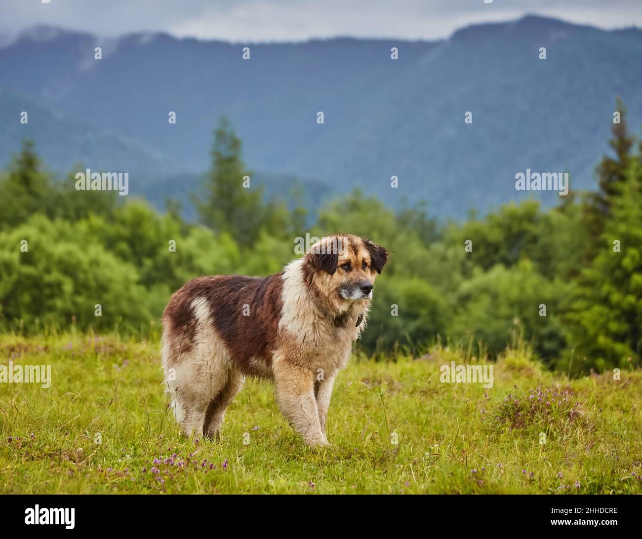 romanian shepherd dog standing on green field Stock Photo - Alamy