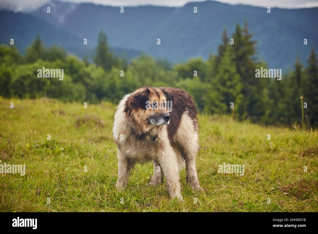 Romanian sheepdog hi-res stock photography and images - Alamy