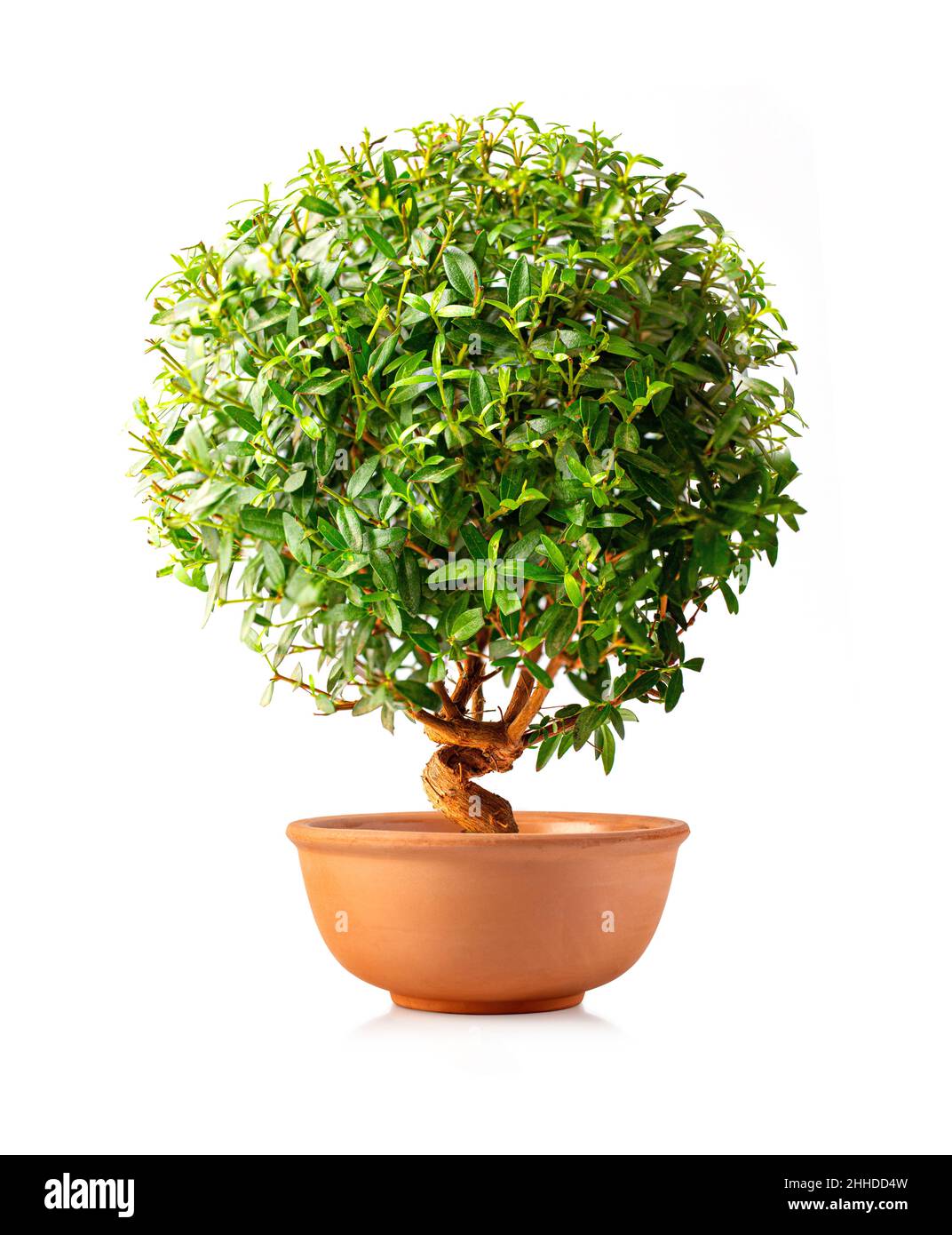 decorative spherical plant in a ceramic pot isolated on white ...