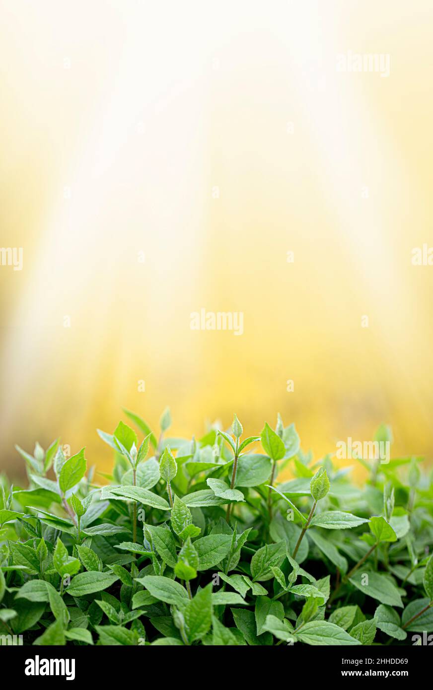 sprouts of fresh new greenery on a golden background with copy space ...