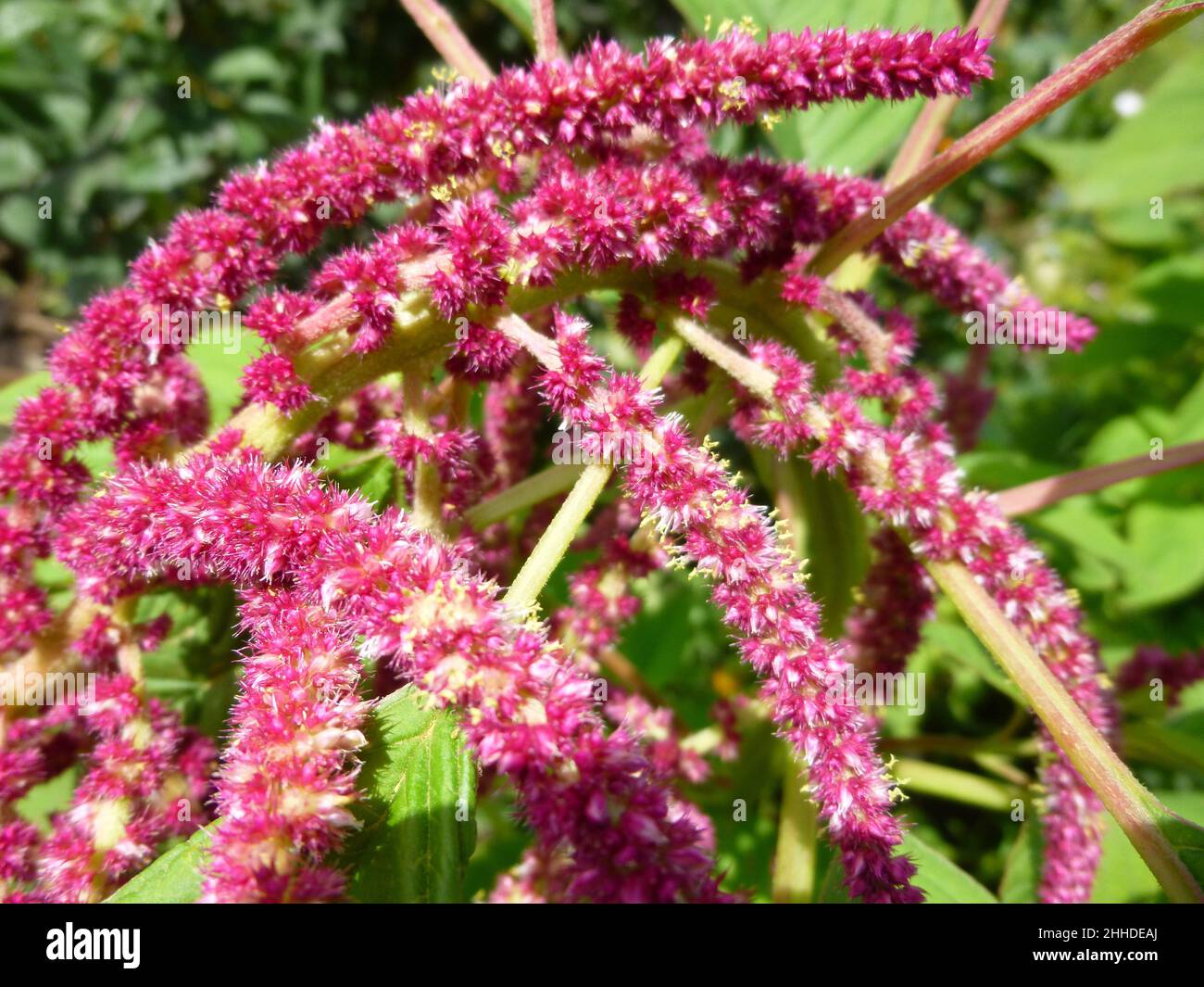Amaranth flowers and plant, top view, garden in Siberia Russia Stock ...