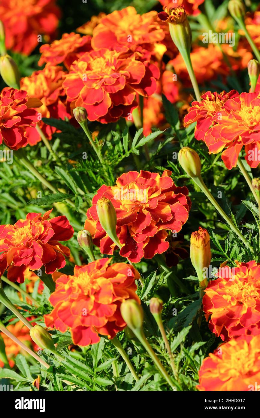 Burnt flowers hi-res stock photography and images - Alamy