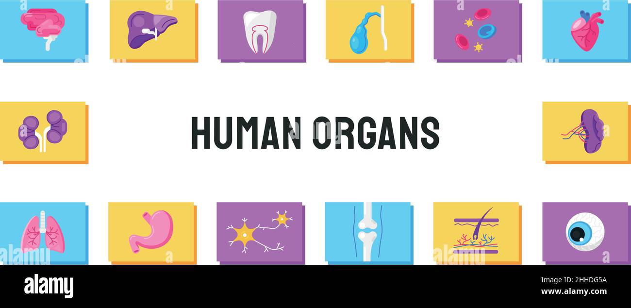 Animated internal organ Stock Vector Images - Alamy