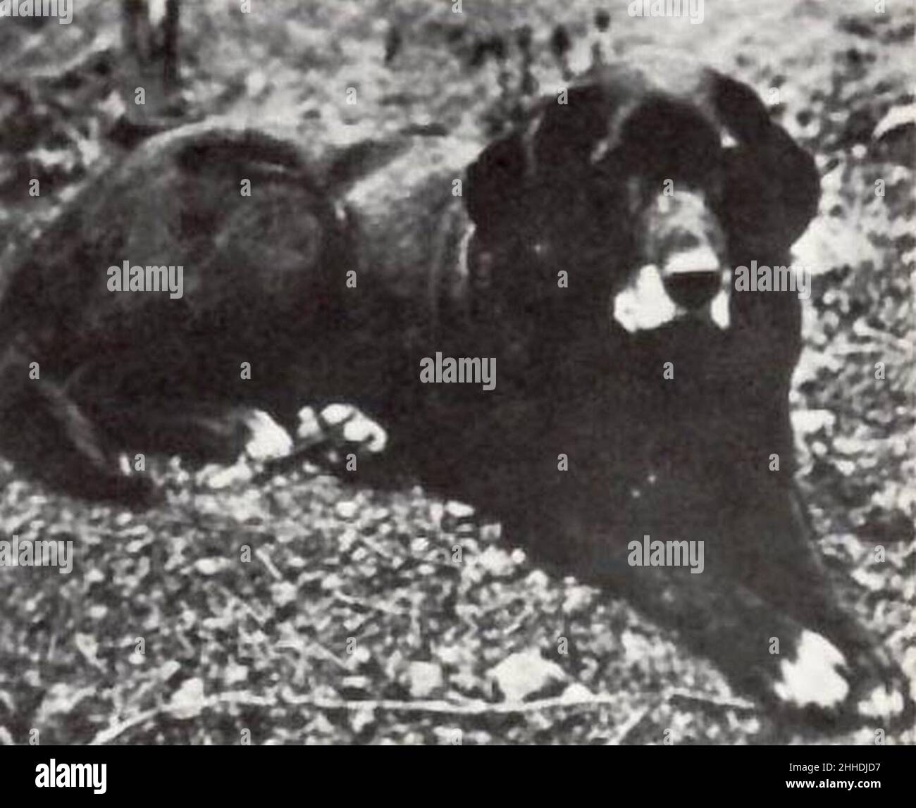 St Johns dog Stock Photo - Alamy