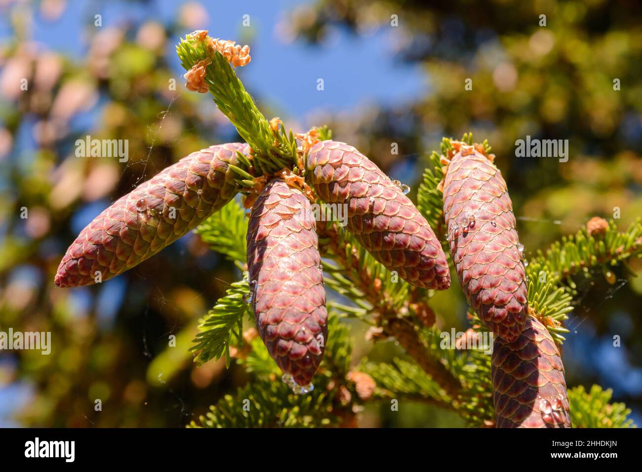 Spruce cones emanating from the resin of the tree Stock Photo - Alamy