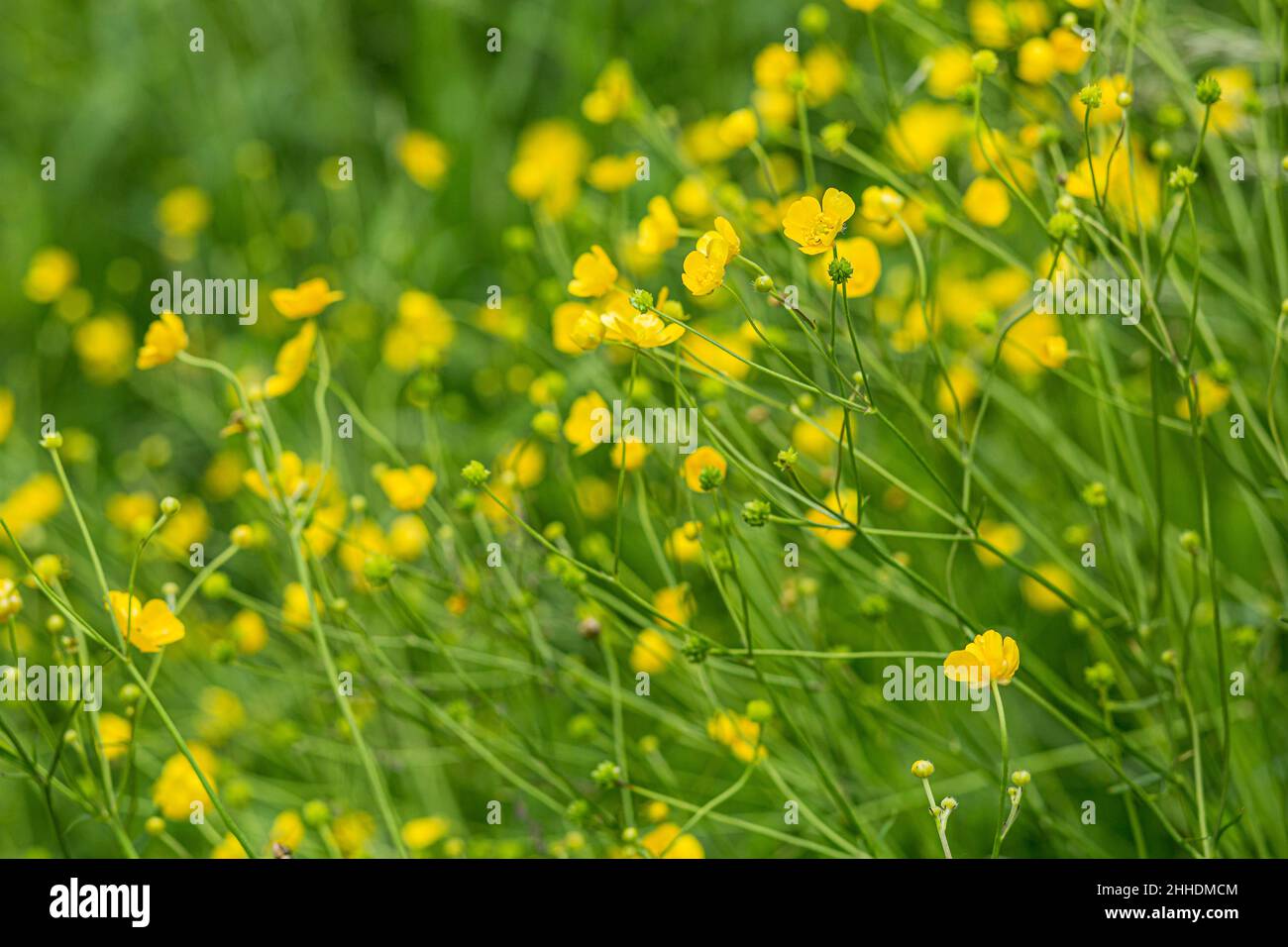 yellow marsh flowers on a green background Stock Photo - Alamy