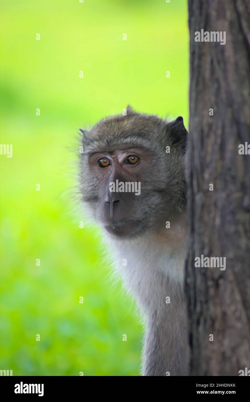 a monkey peeking from behind a tree Stock Photo - Alamy